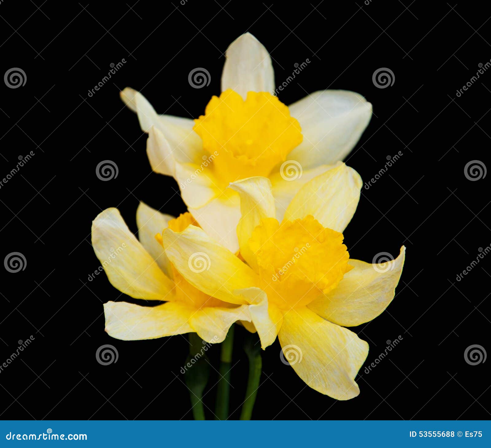 Daffodils on a black stock photo. Image of black, blooming - 53555688