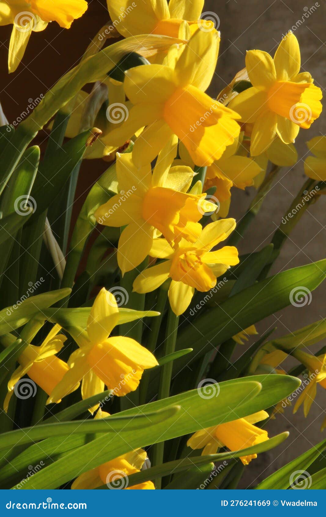 Daffodils Bloom on the Terrace Stock Image - Image of narcissus, spring ...