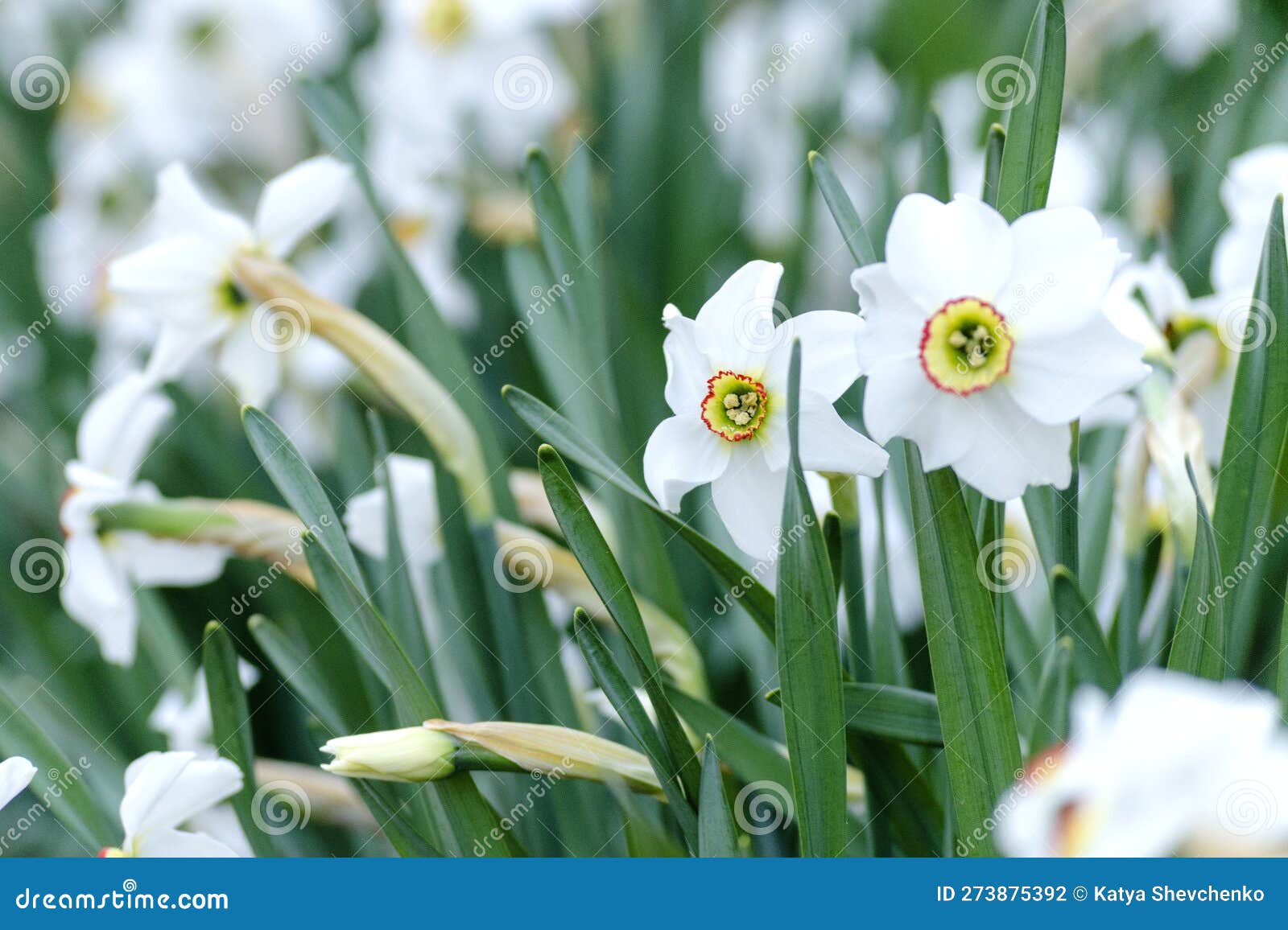 Daffodils Blooming in the Garden Stock Photo - Image of natural ...