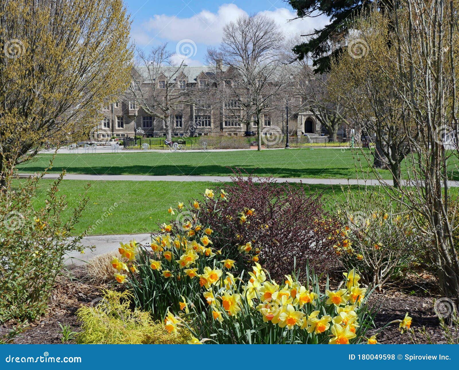 Daffodils Blooming in Springtime with Generic Gothic Style College ...