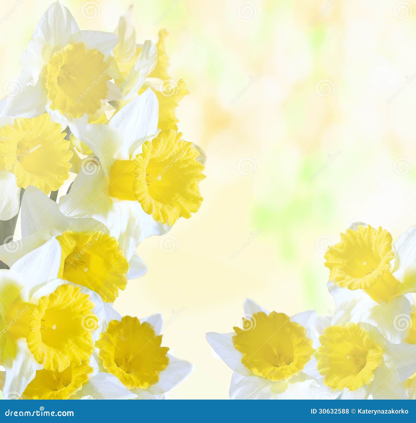 Daffodils on a Bright Abstract Background Stock Illustration ...