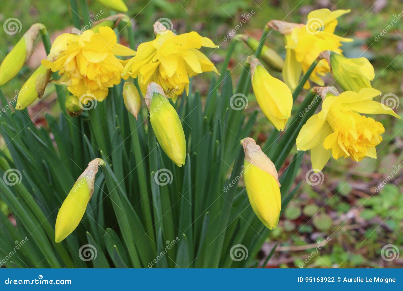Daffodils and Bud in a Garden Stock Photo - Image of petal, yellow ...
