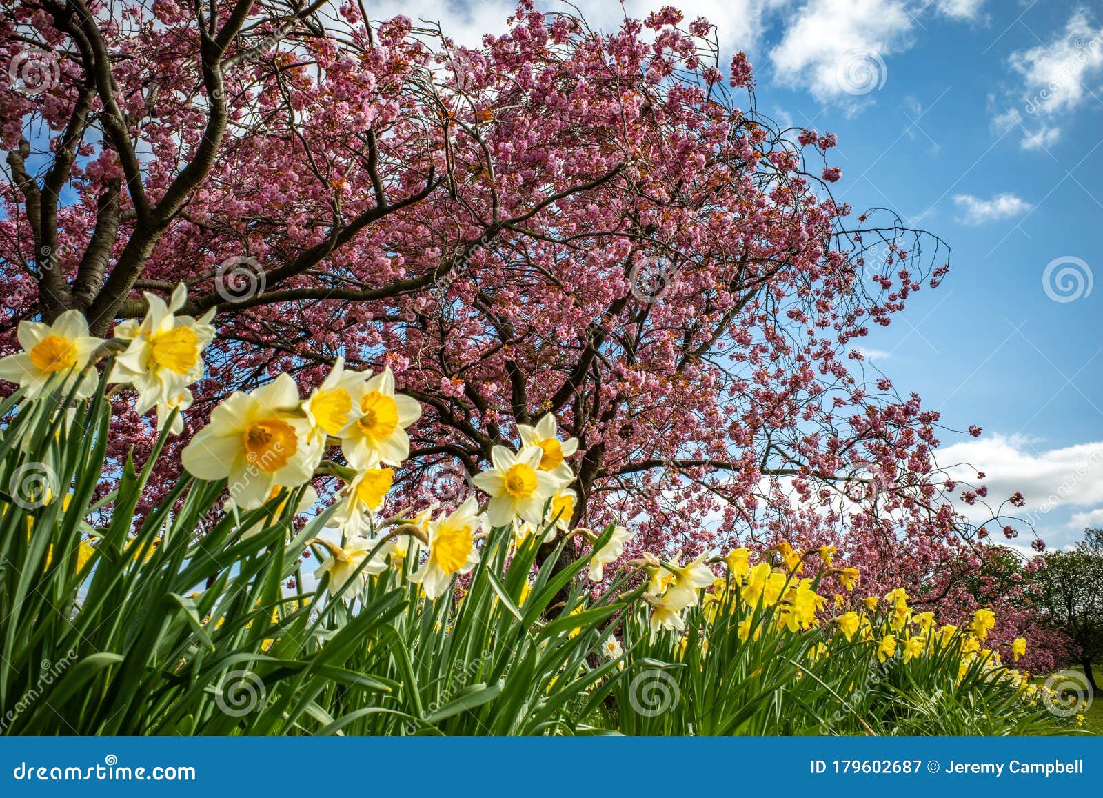 Daffodils and Cherry Blossoms Stock Image - Image of scenery, petal: 179602687