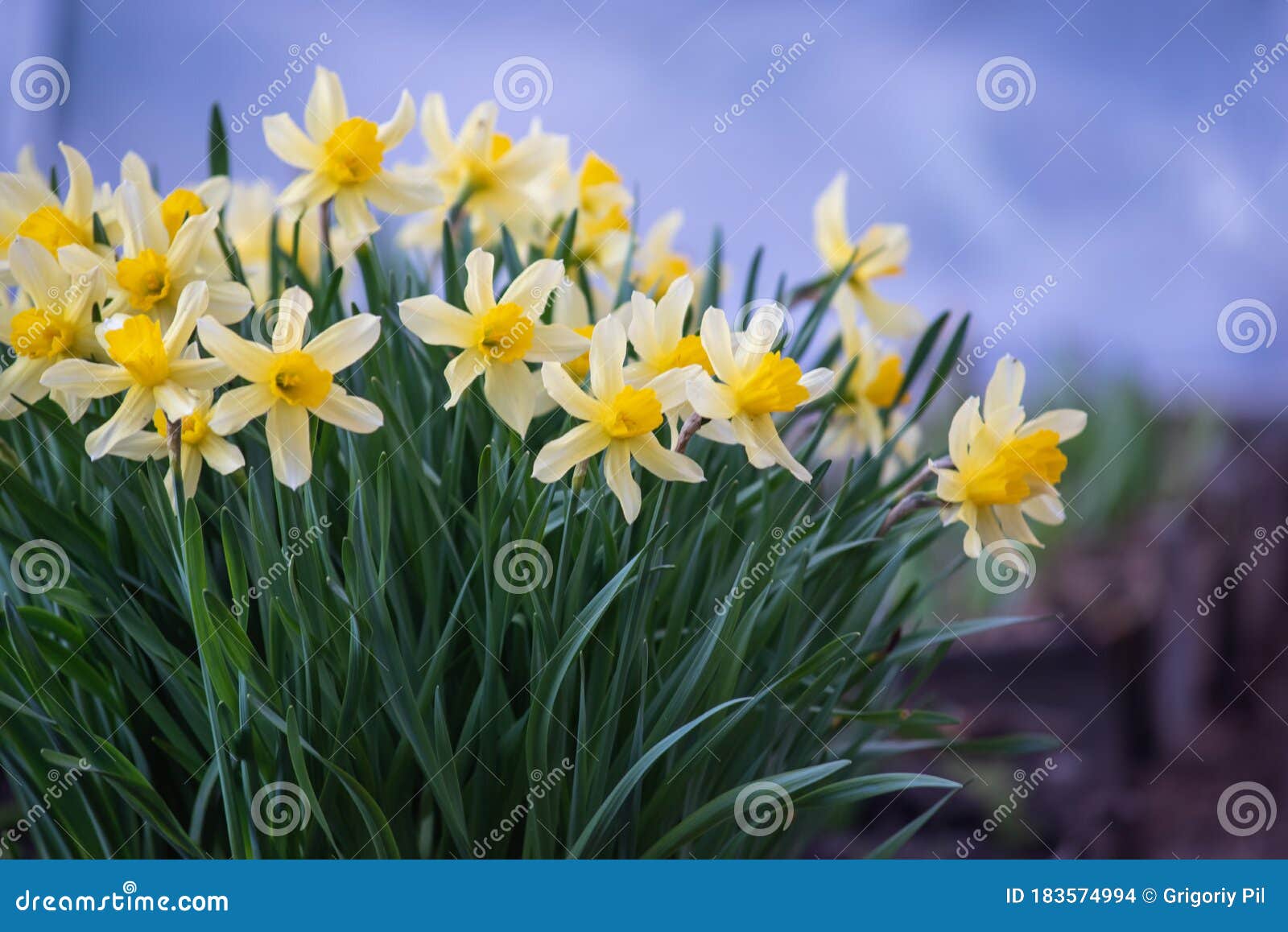 Daffodils close up stock photo. Image of flowers, background - 183574994