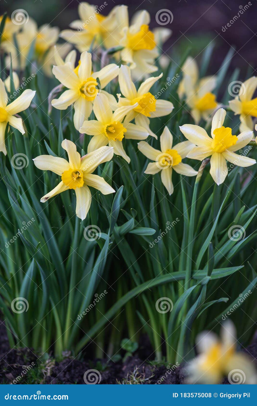 Daffodils close up stock photo. Image of background - 183575008