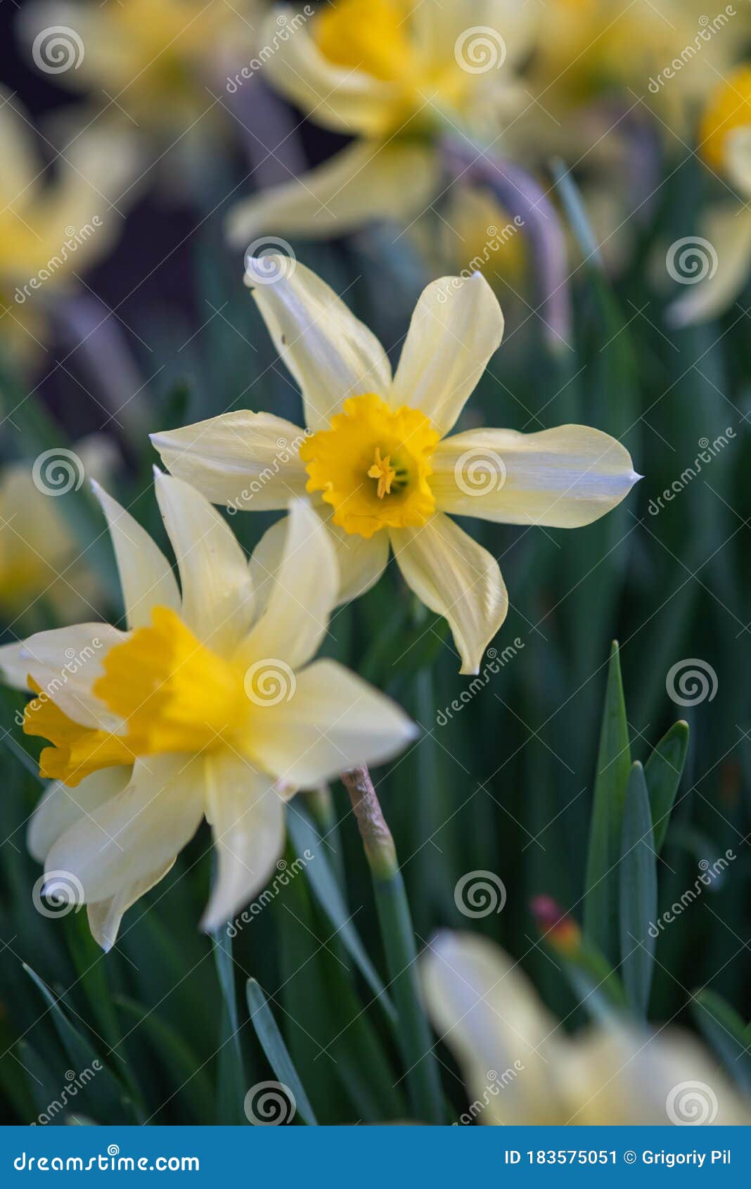 Daffodils close up stock image. Image of close, flora - 183575051