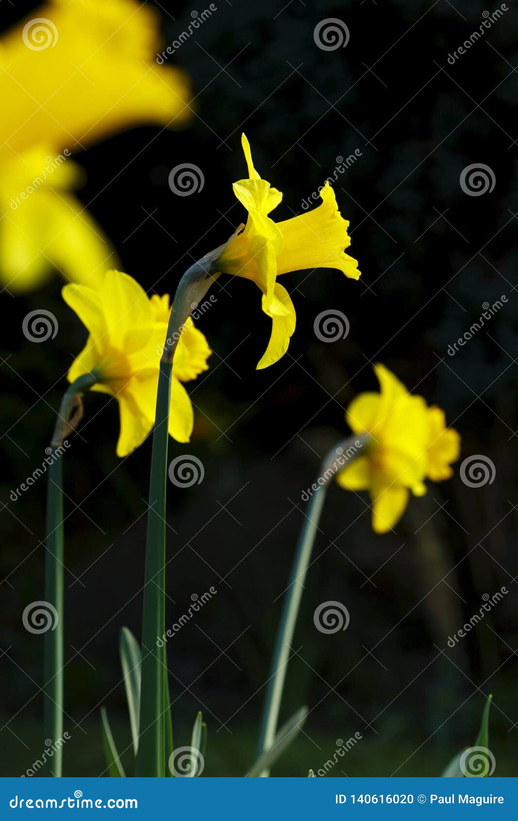 Daffodils close up stock photo. Image of outside, close - 140616020