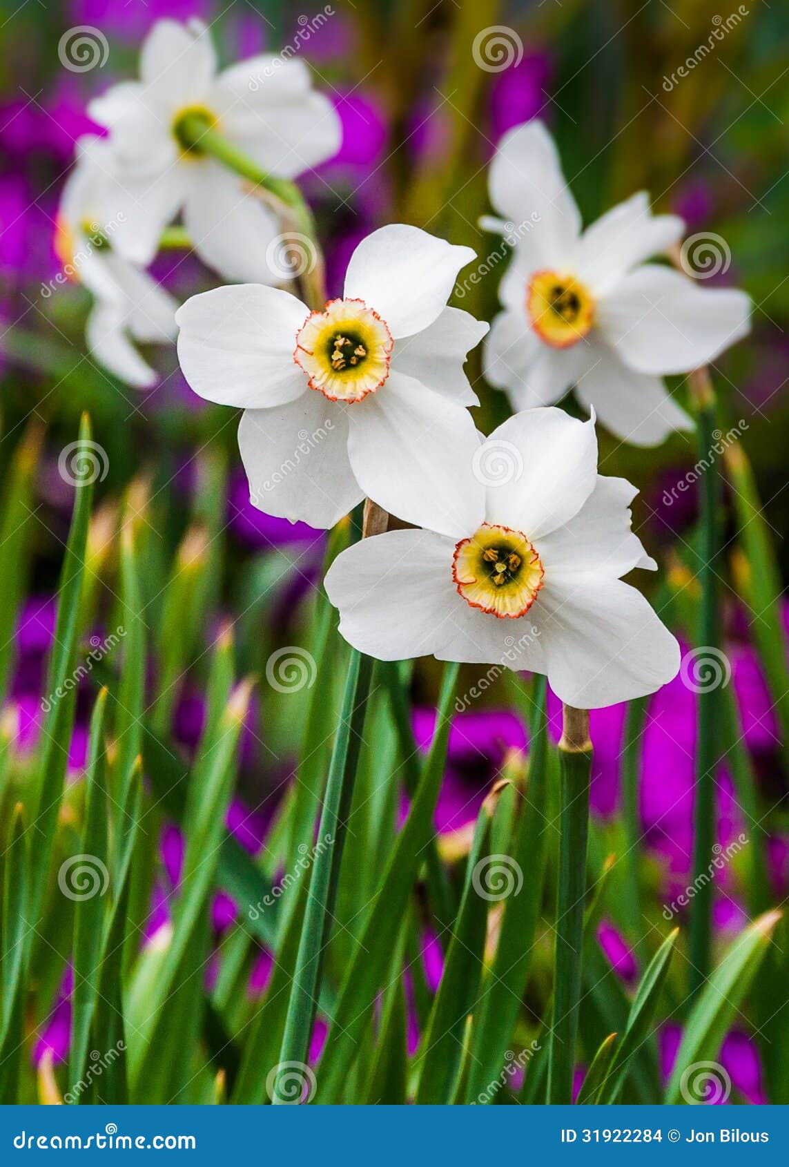 Daffodils. stock photo. Image of blooming, easter, bright - 31922284