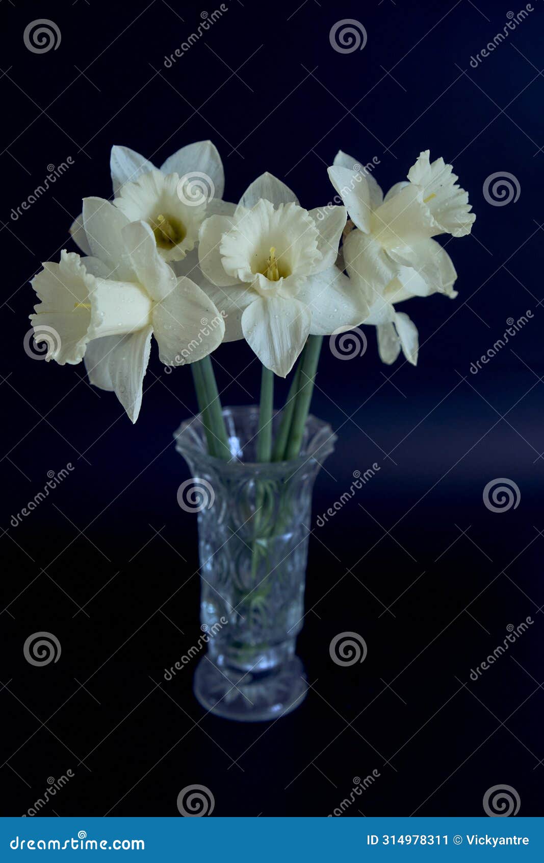 Daffodils in a Crystal Vase on a Black Background Stock Image - Image ...