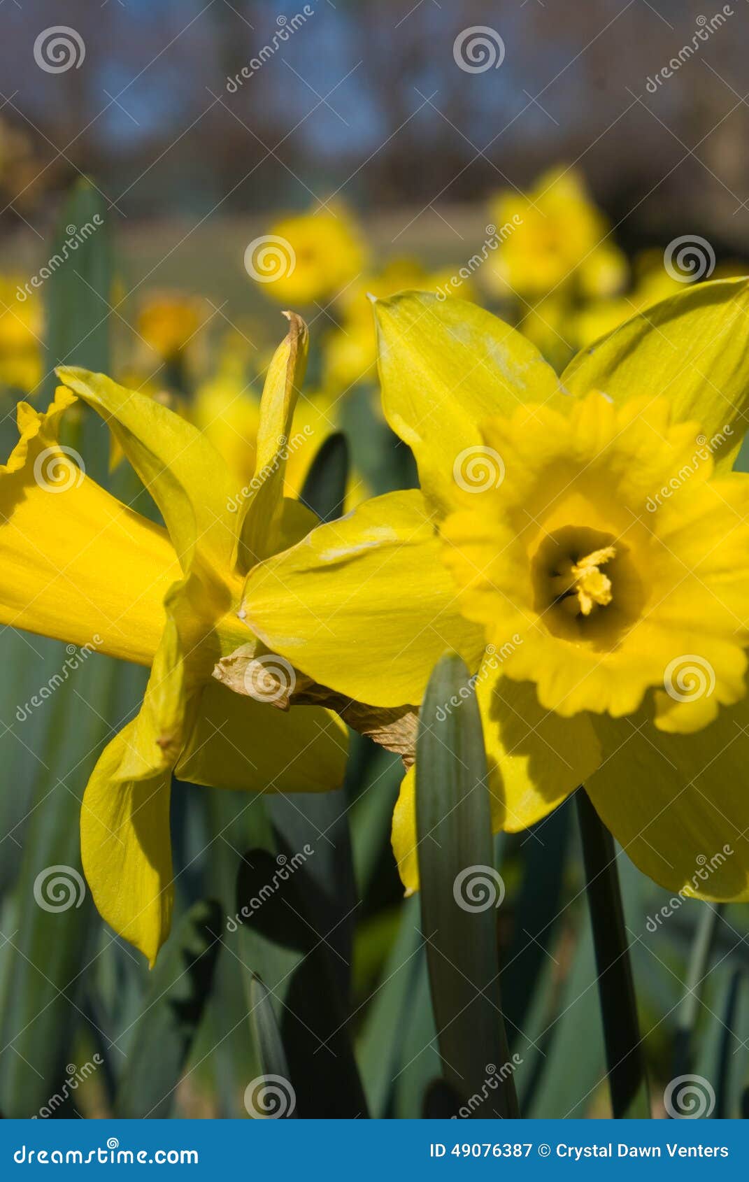 Daffodils stock image. Image of daffydowndilly, daffadown - 49076387