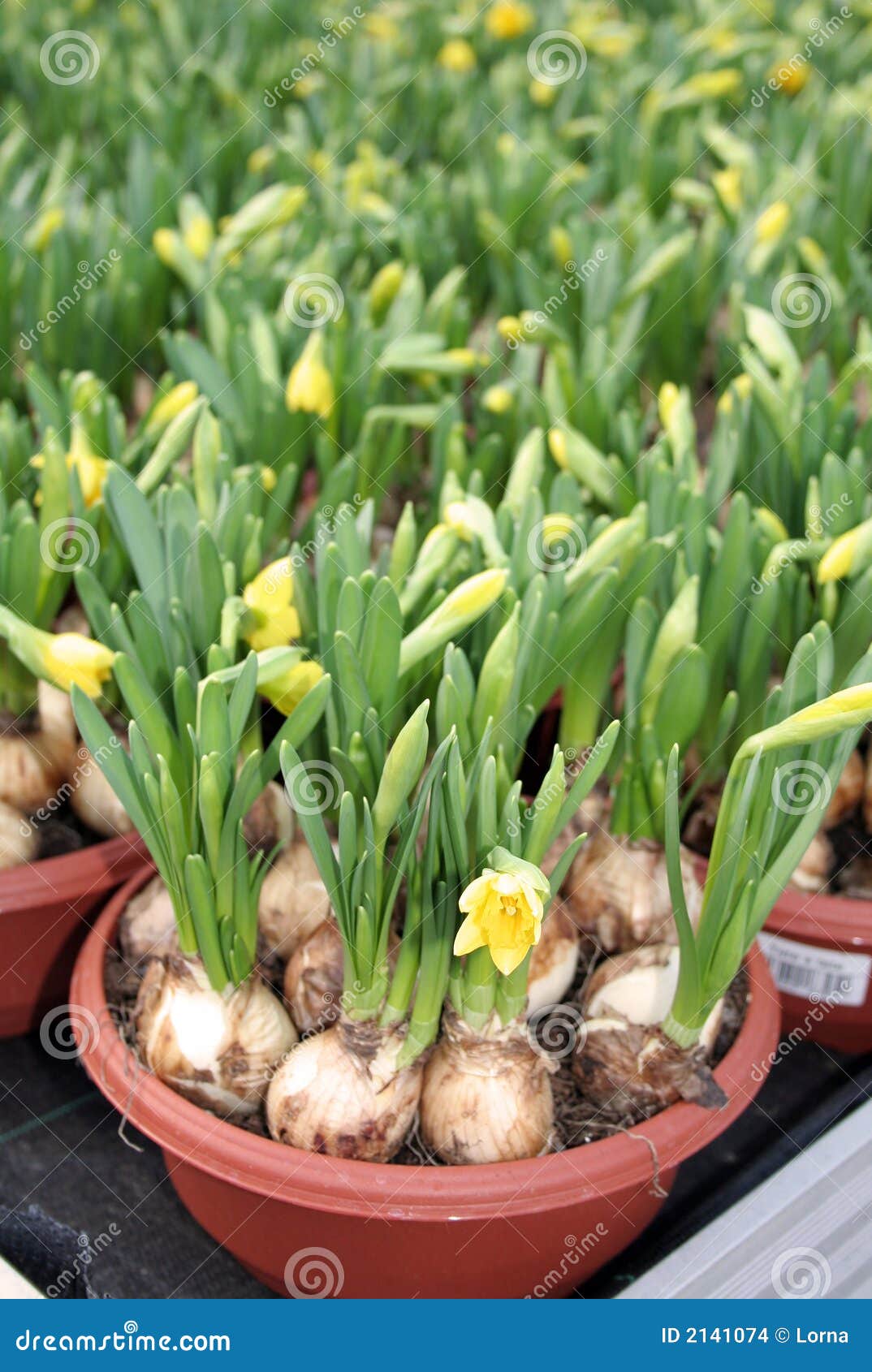 Daffodils daffs stock photo. Image of yellow, daisy, garden - 2141074