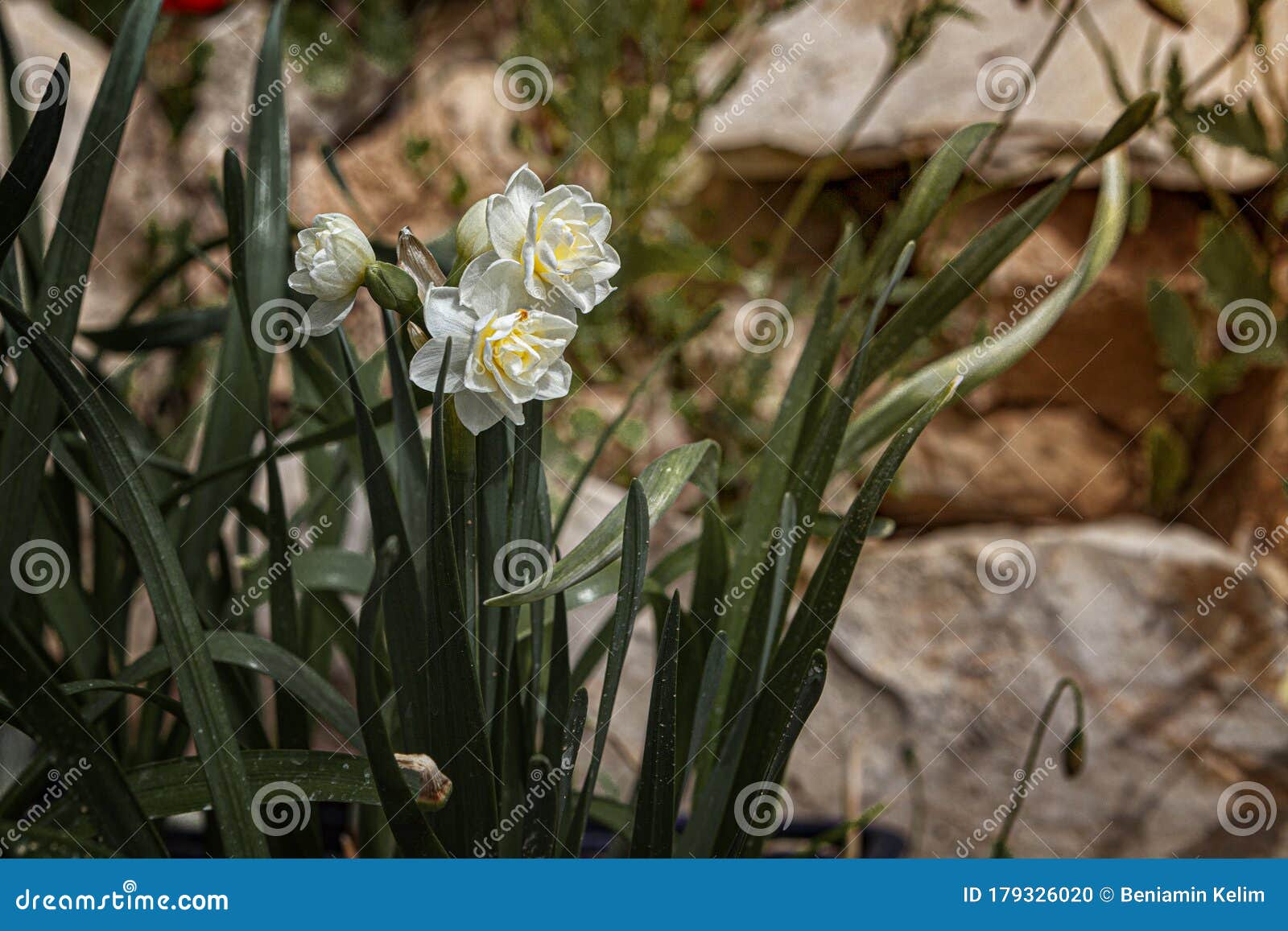 Daffodils in the Desert among the Stones. Spring in the Desert. Israel ...