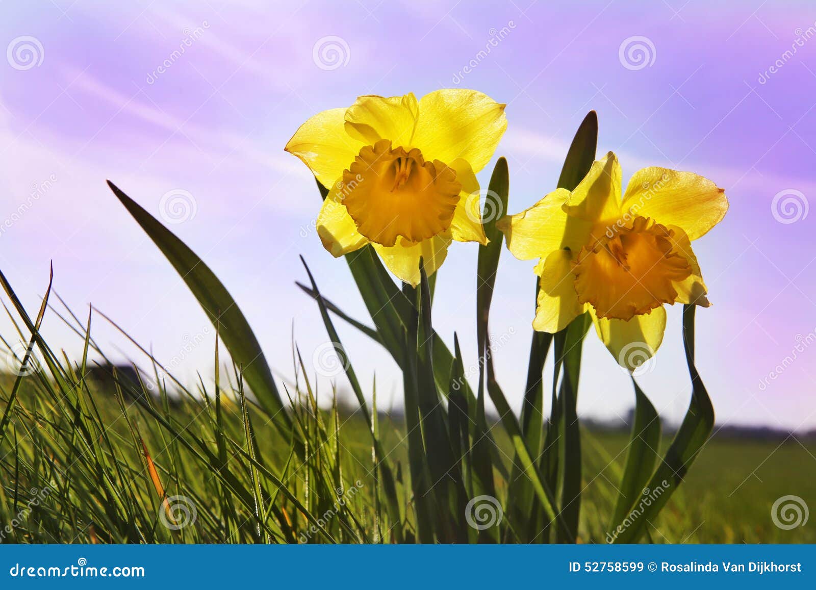 Daffodils in a field stock image. Image of grass, daffodils - 52758599