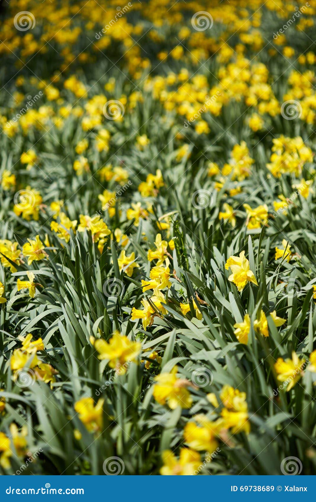 Daffodils field stock image. Image of grass, daffodil - 69738689