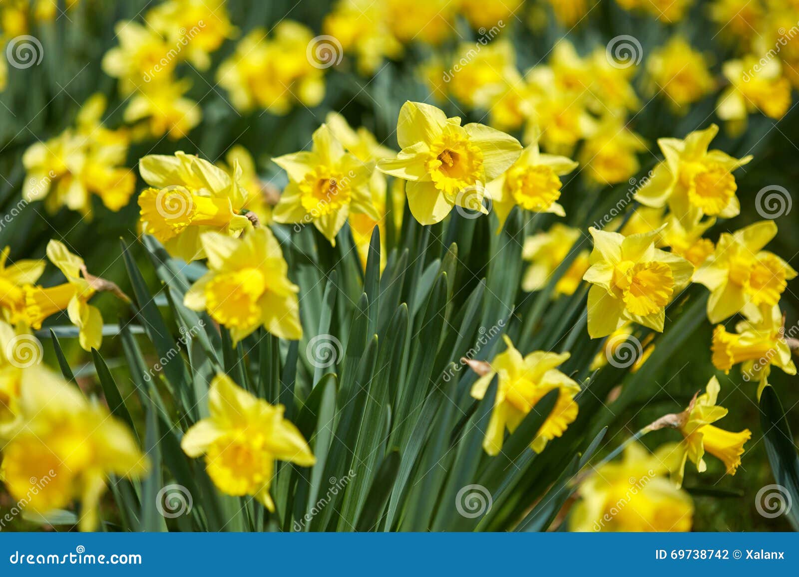 Daffodils field stock photo. Image of grow, garden, botanical - 69738742
