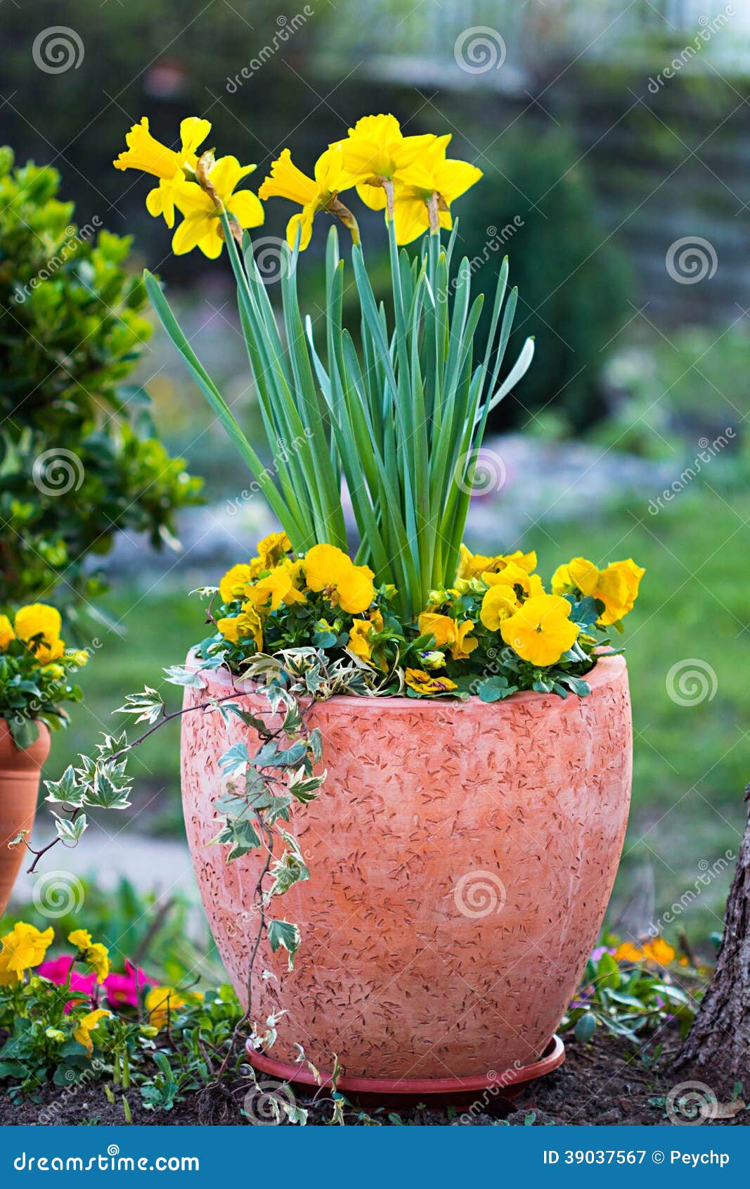 Daffodils Pansies Garden