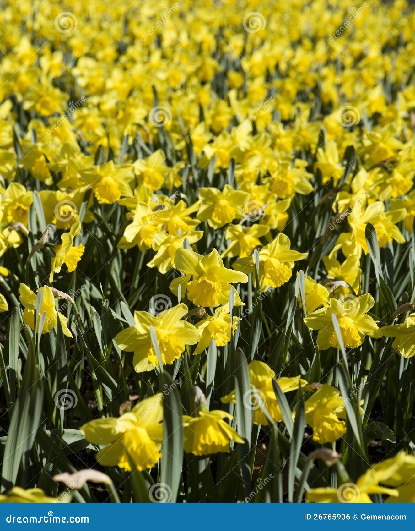 Daffodils Full Frame stock photo. Image of beauty, season - 26765906