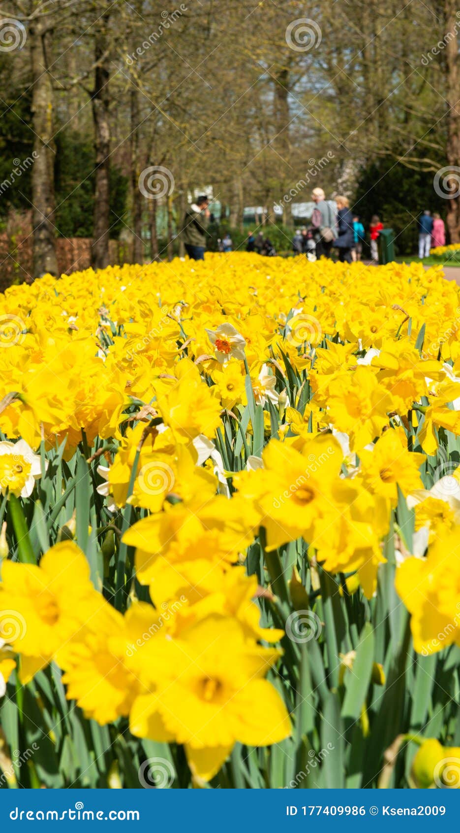 Daffodils Growing on a Flowerbed in a Park Stock Photo - Image of plant ...