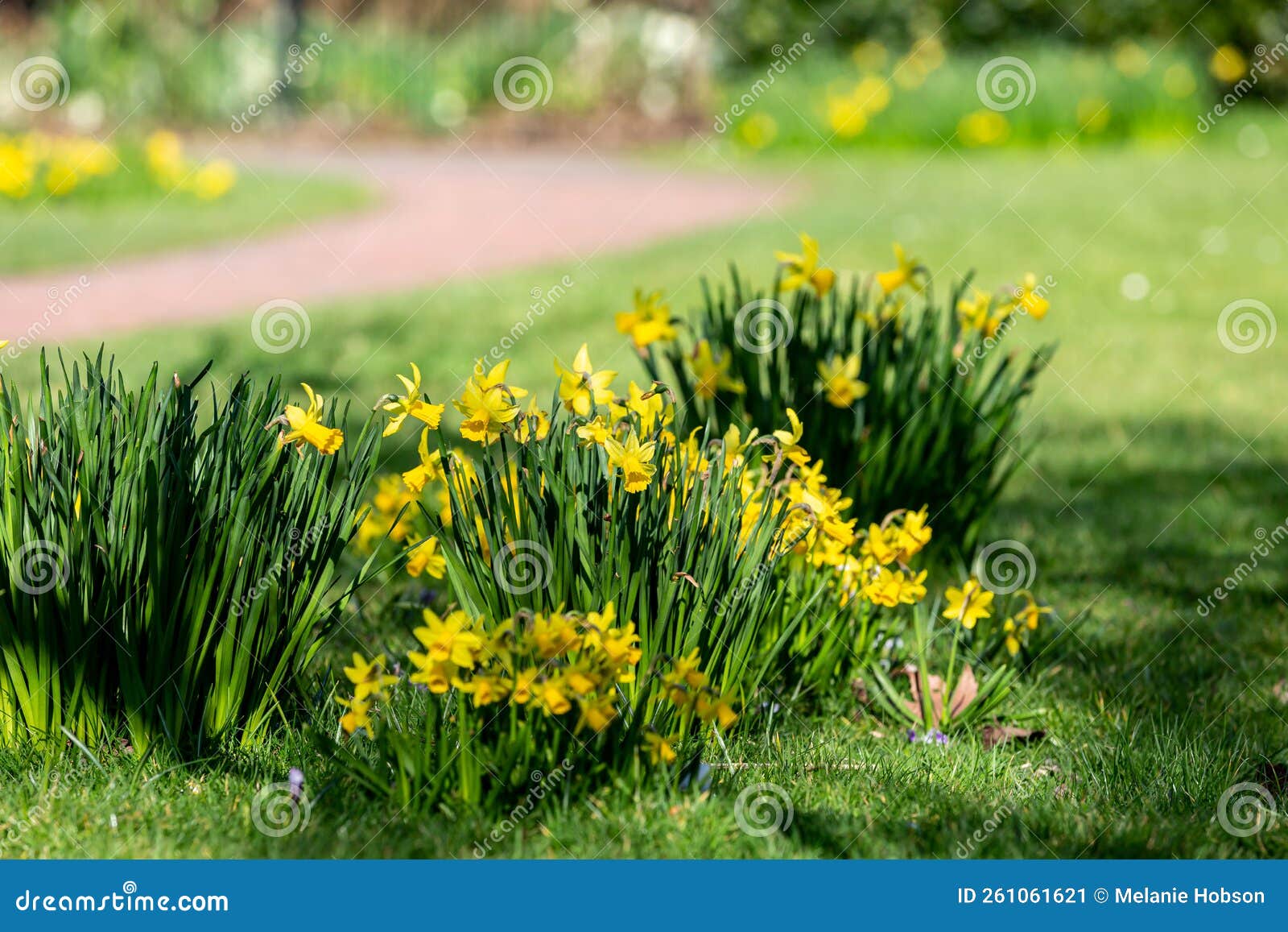 Daffodils Growing in a Park on a Sunny March Day Stock Image - Image of ...