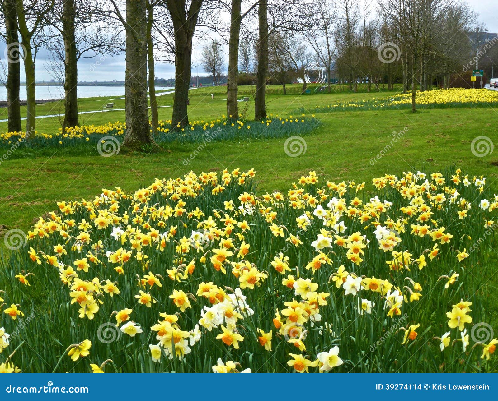 Daffodils, by Lough Shore. stock photo. Image of river - 39274114