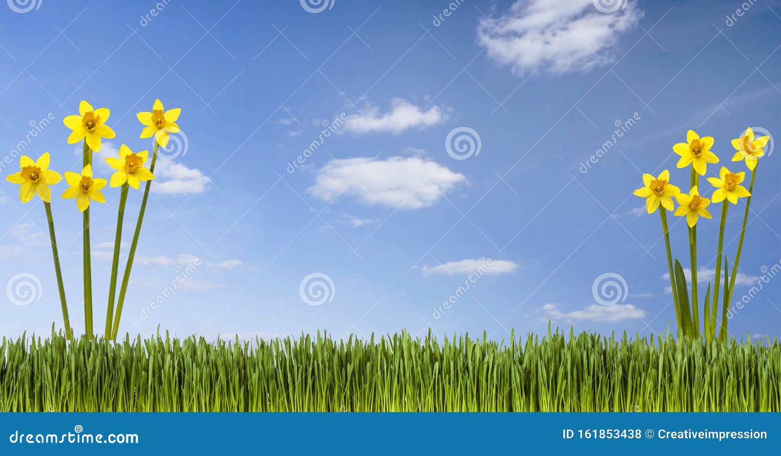 Daffodils on meadow stock photo. Image of landscape - 161853438