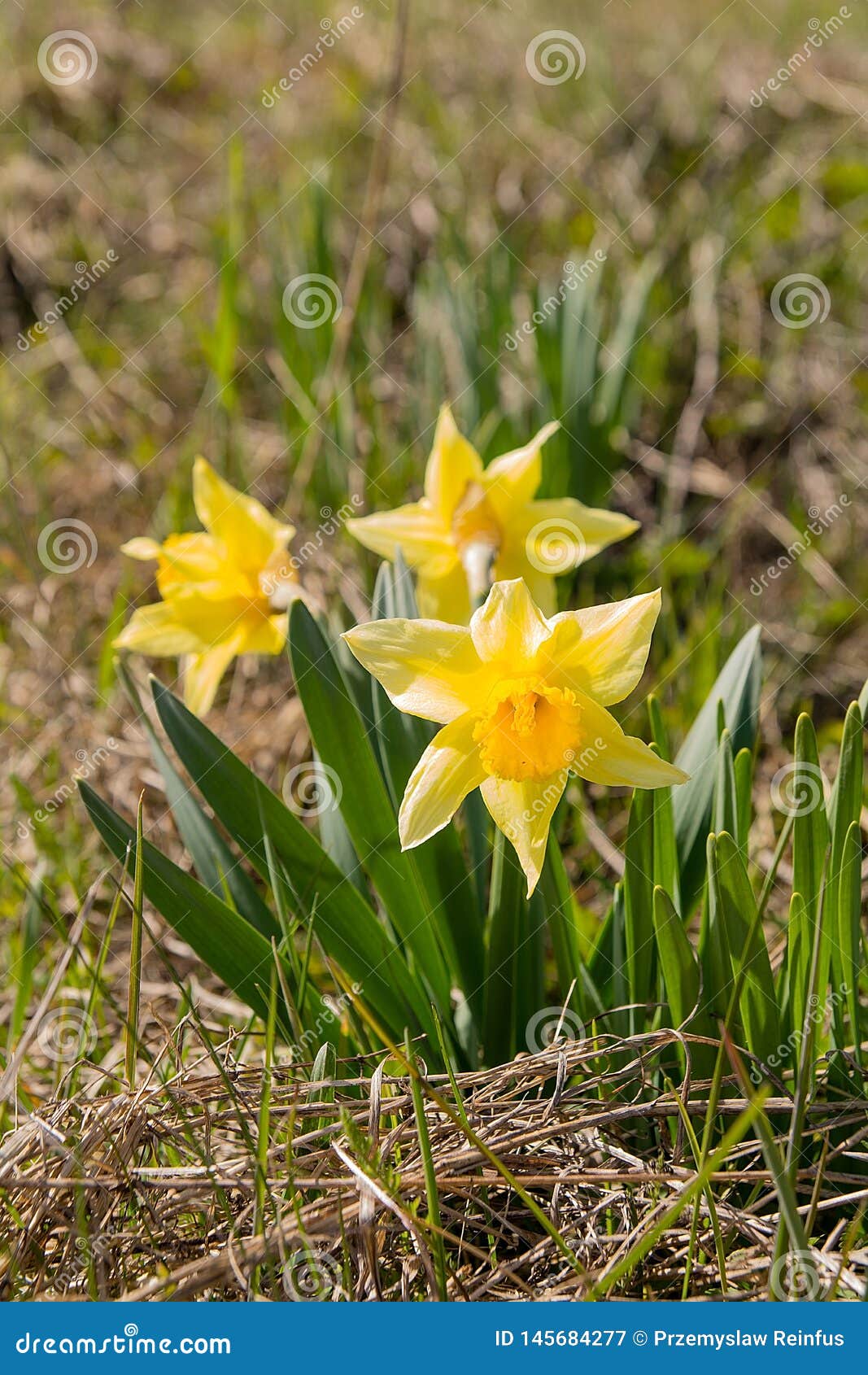 Daffodils on the Meadow in Sunny Day Stock Image - Image of light ...