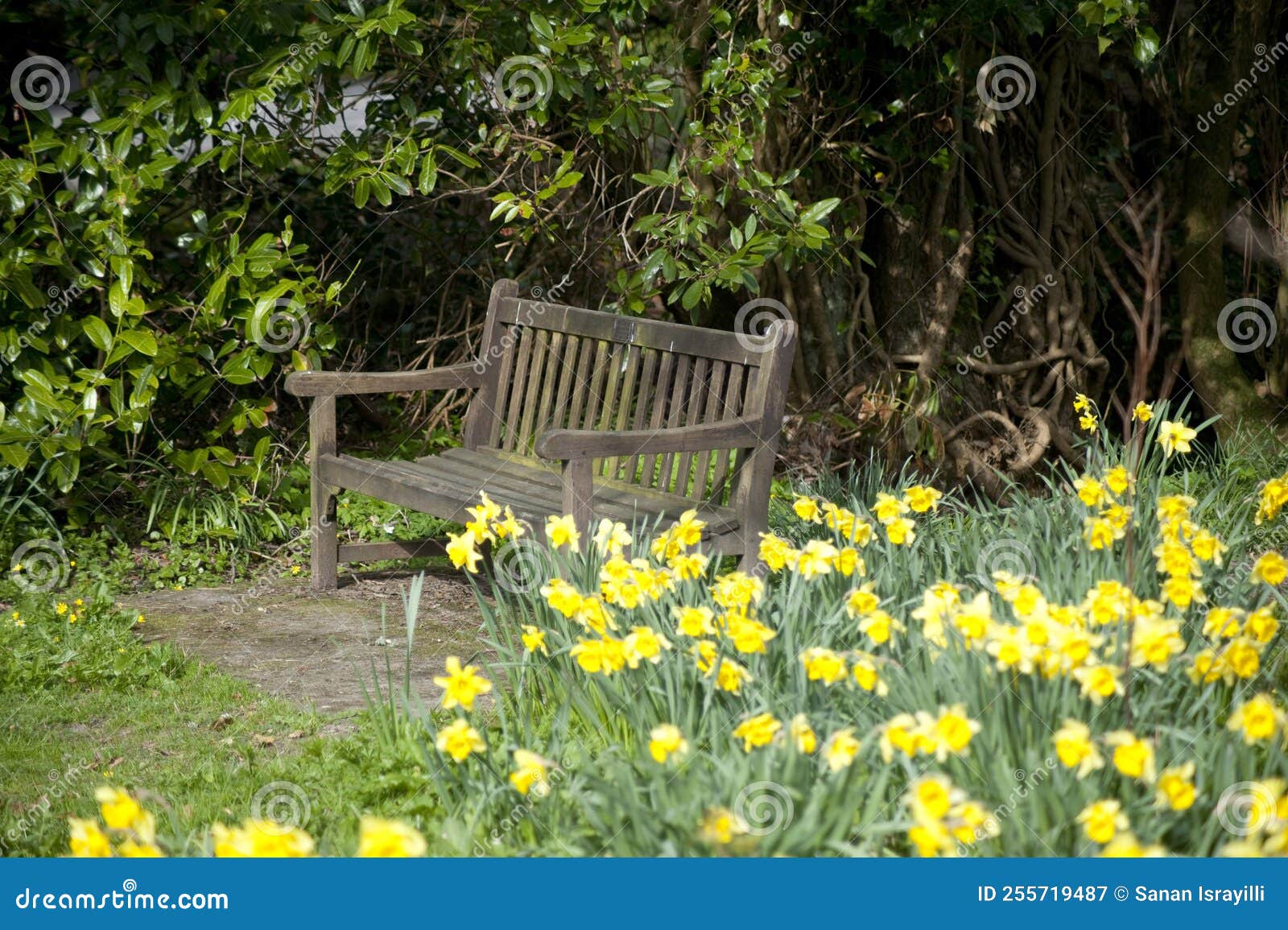 Daffodils and a park bench stock image. Image of tree - 255719487