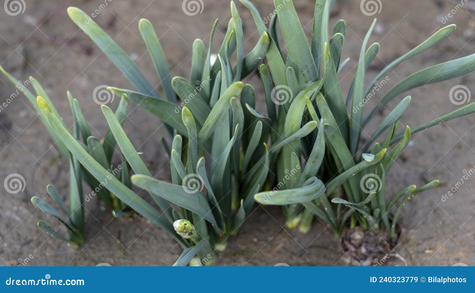 Daffodils Plants Sprout in Early Spring Stock Image - Image of emerging ...