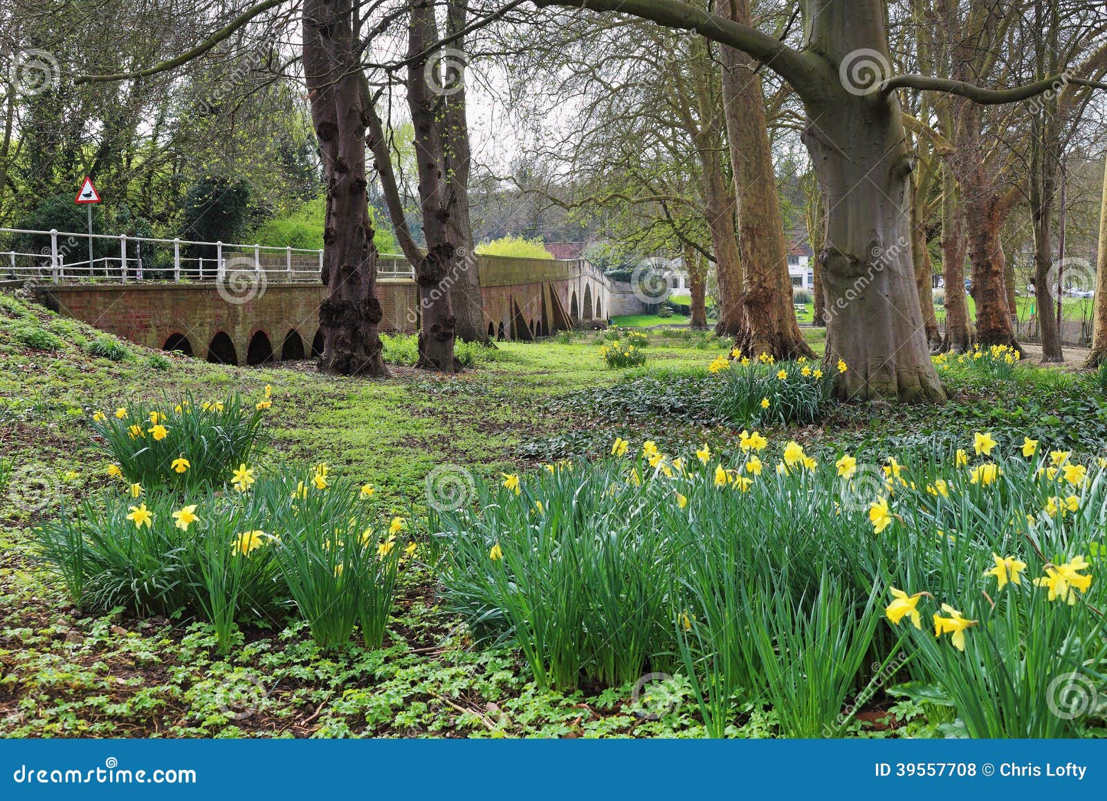 Daffodils by the River Thames Stock Photo - Image of flowers, arches ...