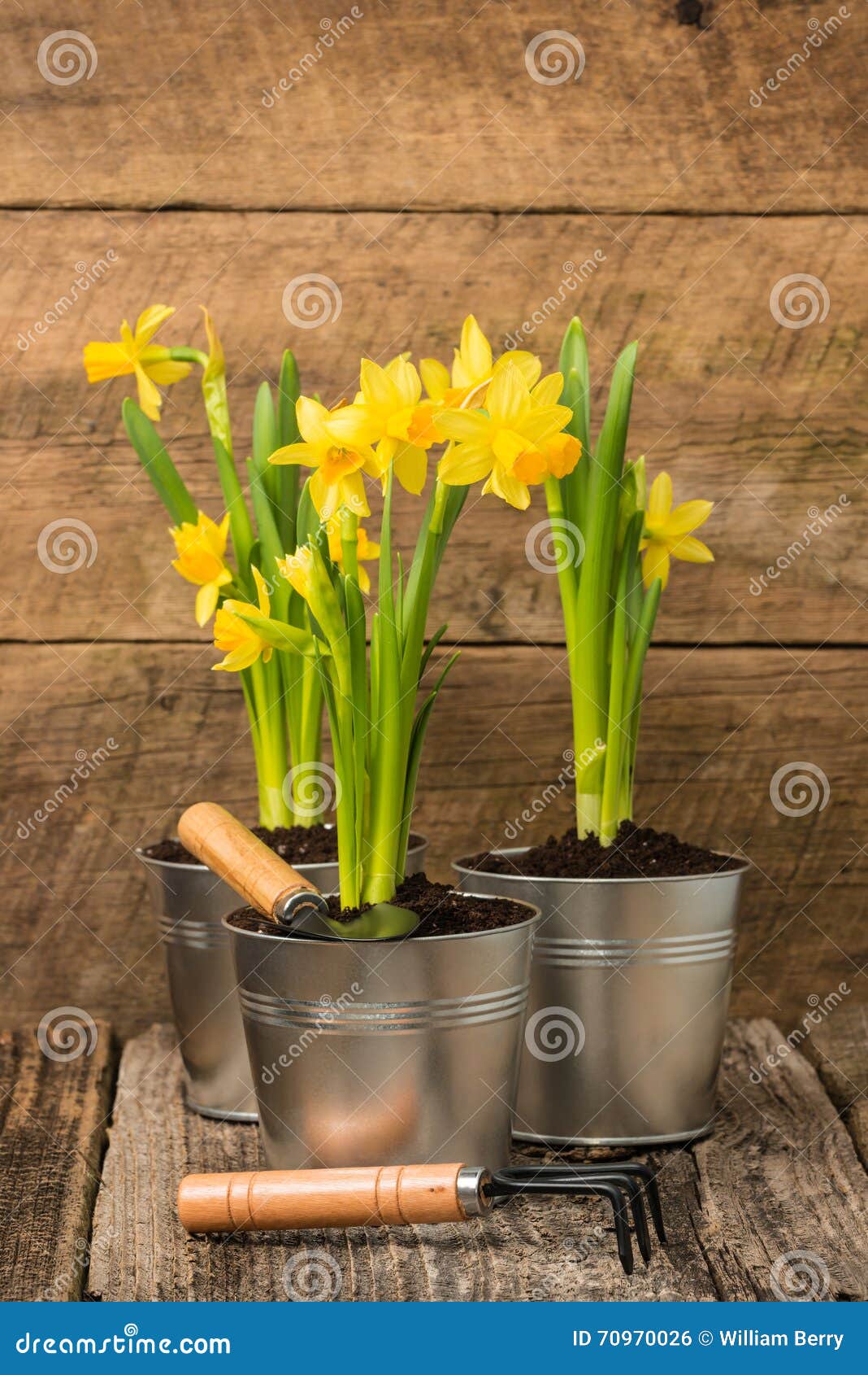 Daffodils on Rustic Background Portrait Stock Photo - Image of green ...