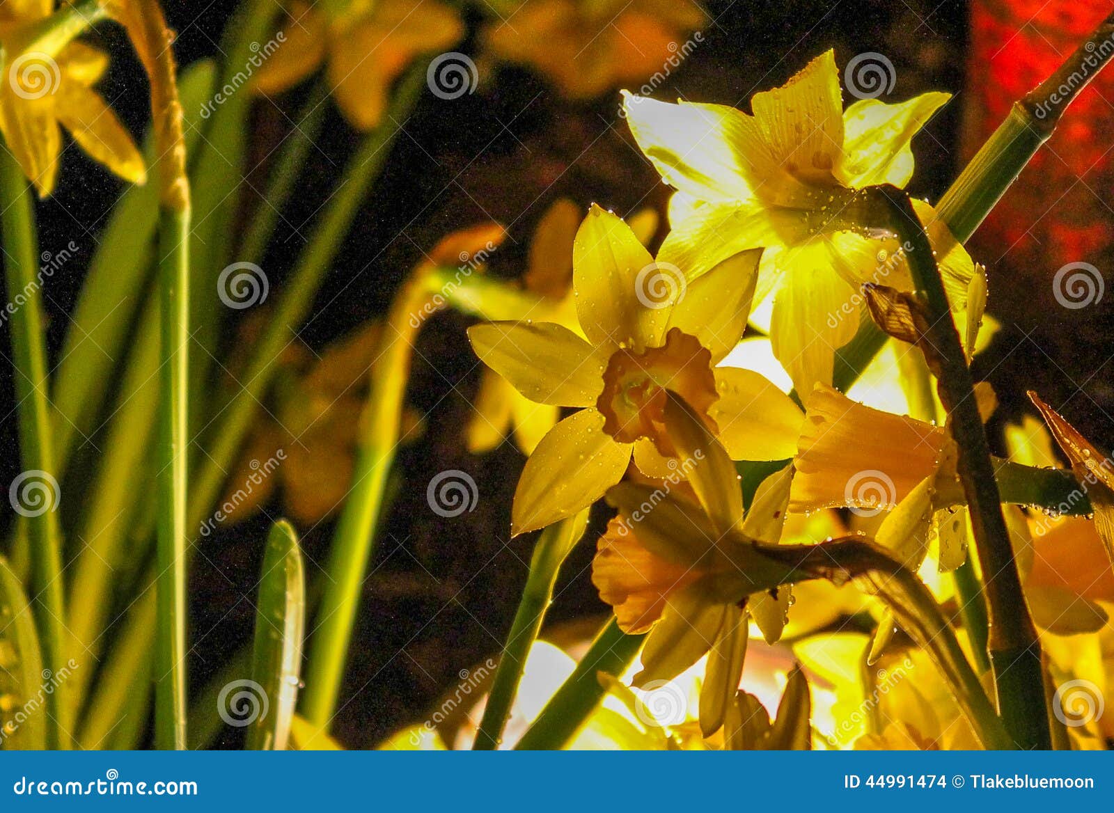 Daffodils Shine stock photo. Image of trumpet, amaryllidaceae - 44991474
