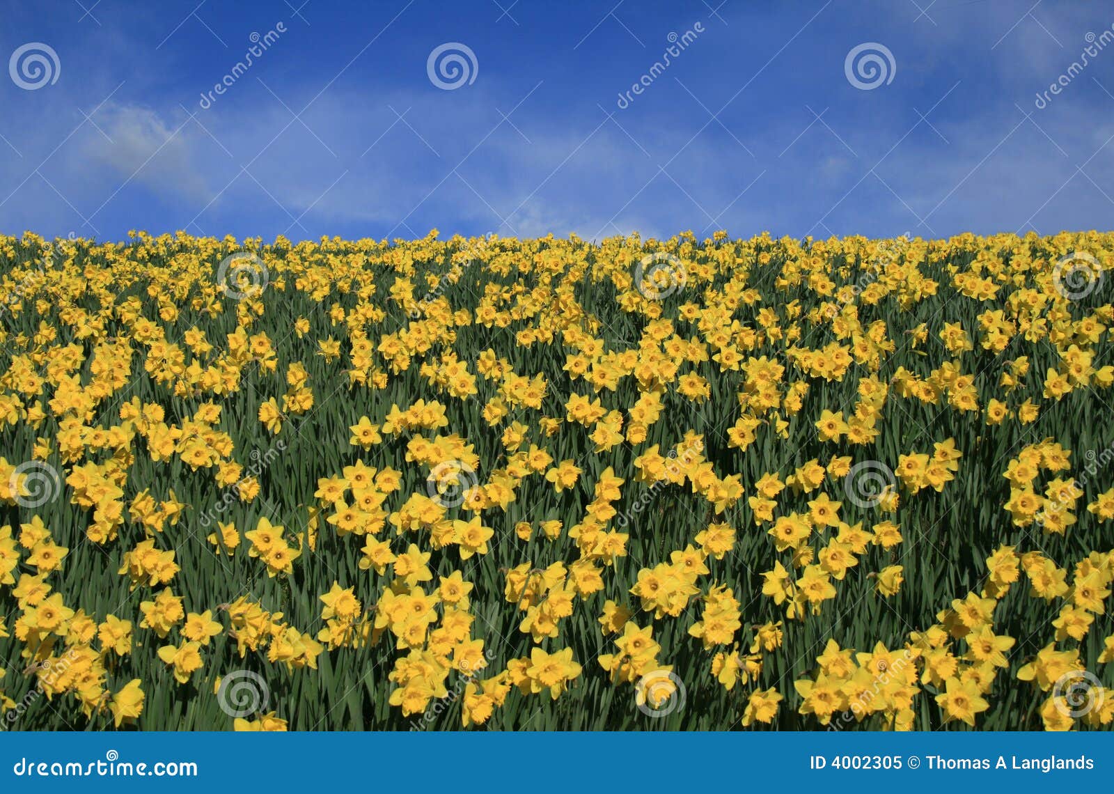 Daffodils and sky stock image. Image of horizontal, field - 4002305