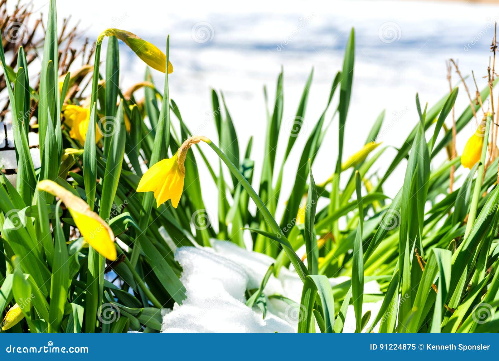 Daffodils in snow stock image. Image of daffodil, blossoms - 91224875