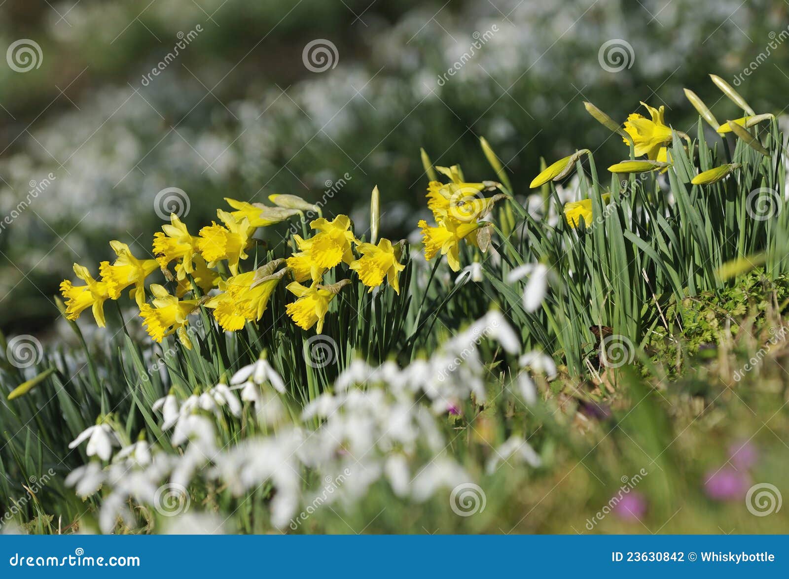 Daffodils among snowdrops stock photo. Image of britain - 23630842