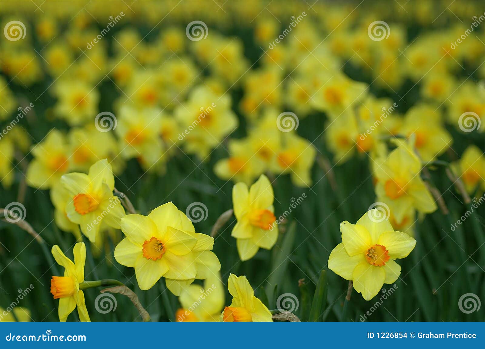 Daffodils in Spring stock photo. Image of direction, bloom - 1226854