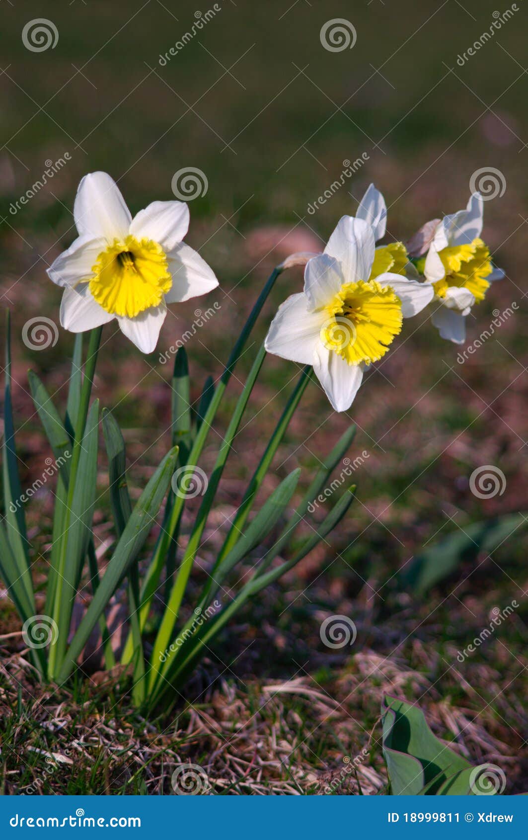 Daffodils in spring stock image. Image of yellow, bouquet - 18999811