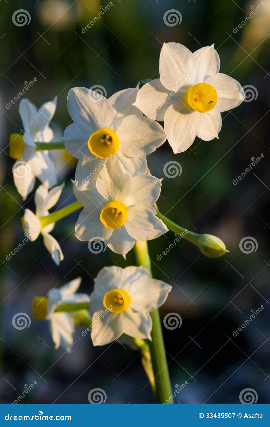 Daffodils at spring stock image. Image of grow, gold - 33435507