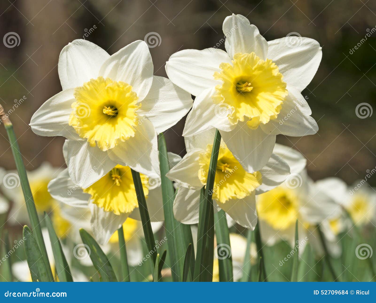 Daffodils in the spring stock photo. Image of white, meadow - 52709684