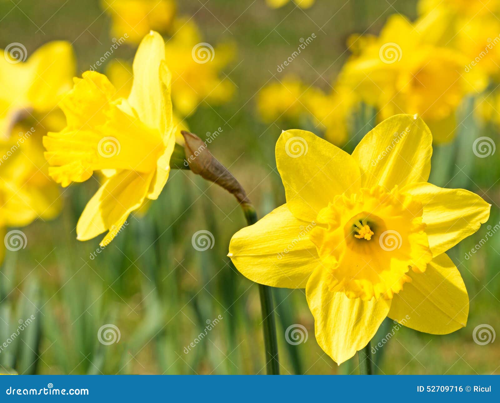 Daffodils in the spring stock photo. Image of mothers - 52709716