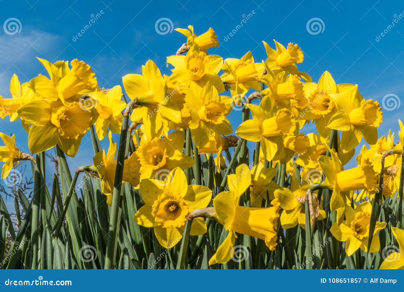 Daffodils Standing Tall in Spring Sunshine Stock Image - Image of ...