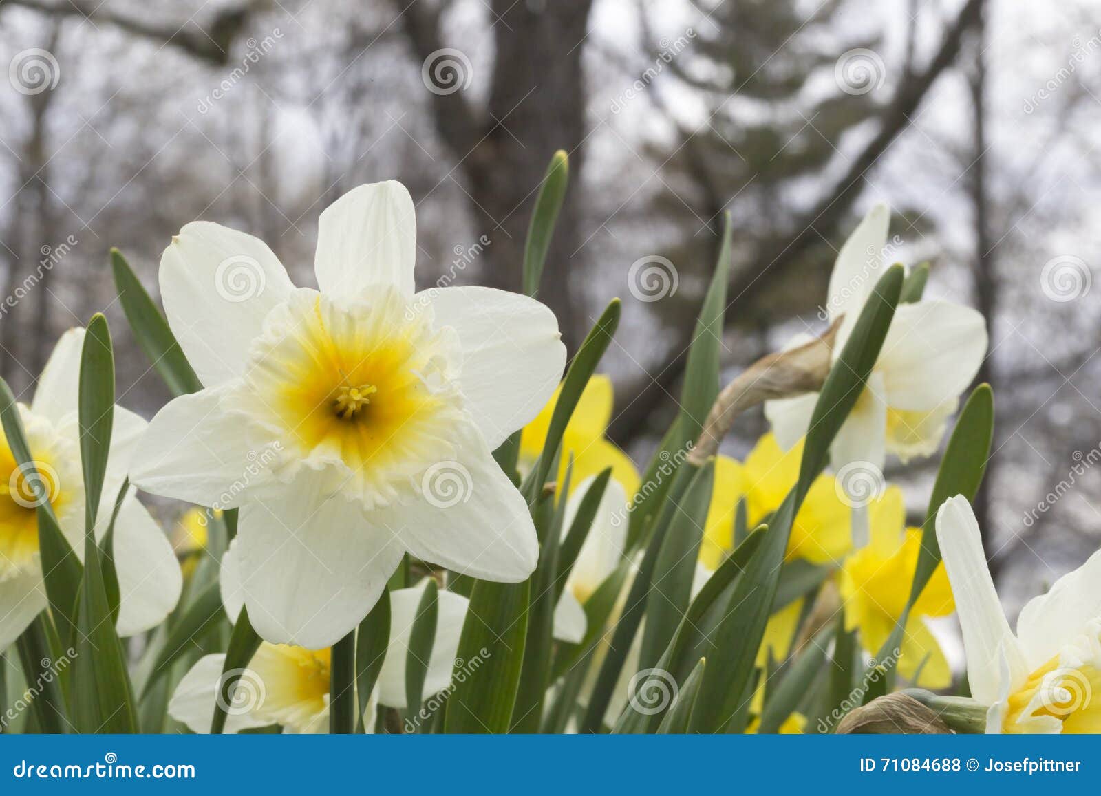 Daffodils in the Spring Time Stock Photo - Image of beauty, grass: 71084688