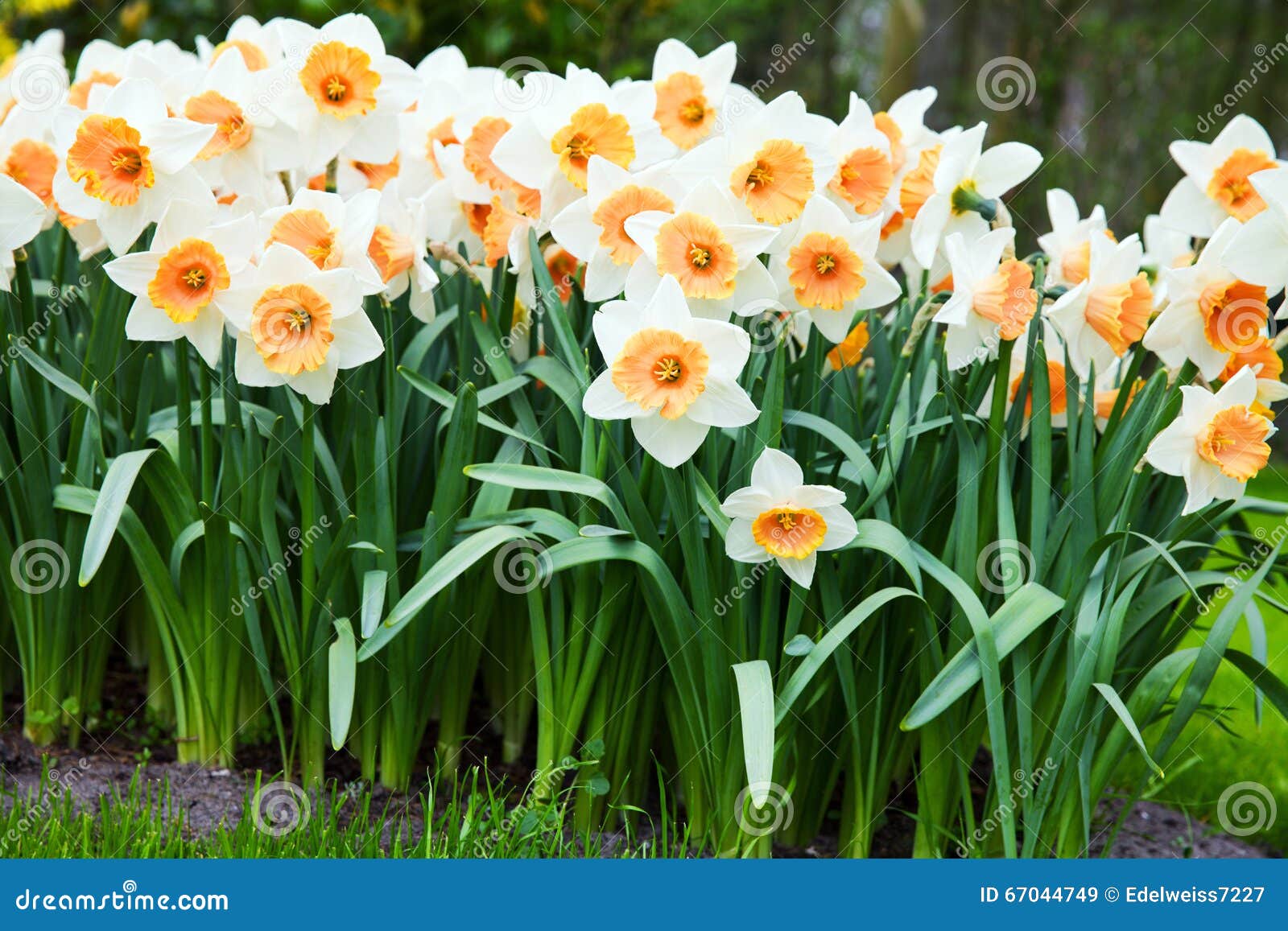 Daffodils in spring time stock image. Image of park, freshness - 67044749