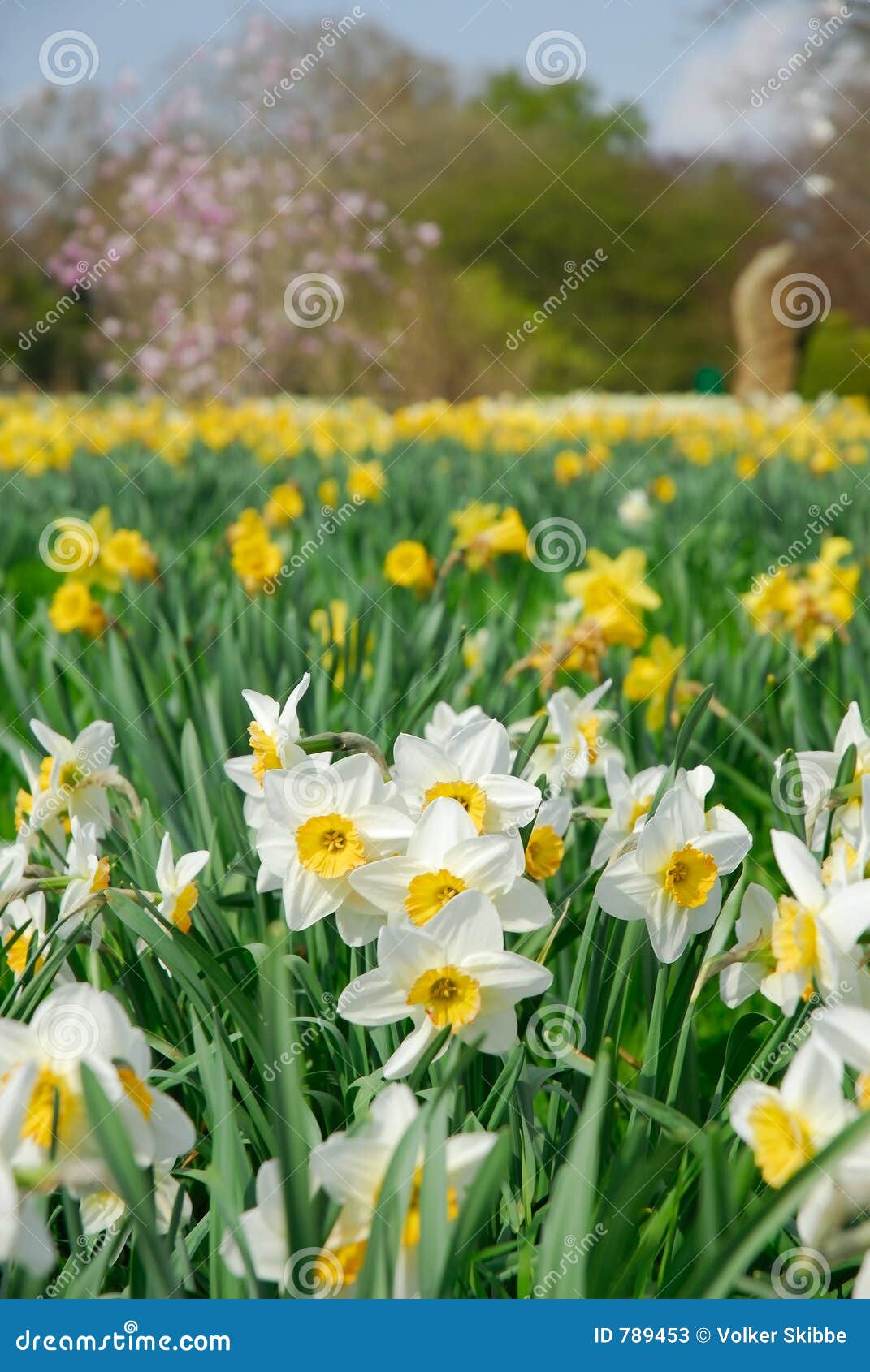 Daffodils in springtime stock image. Image of crowd, flora - 789453