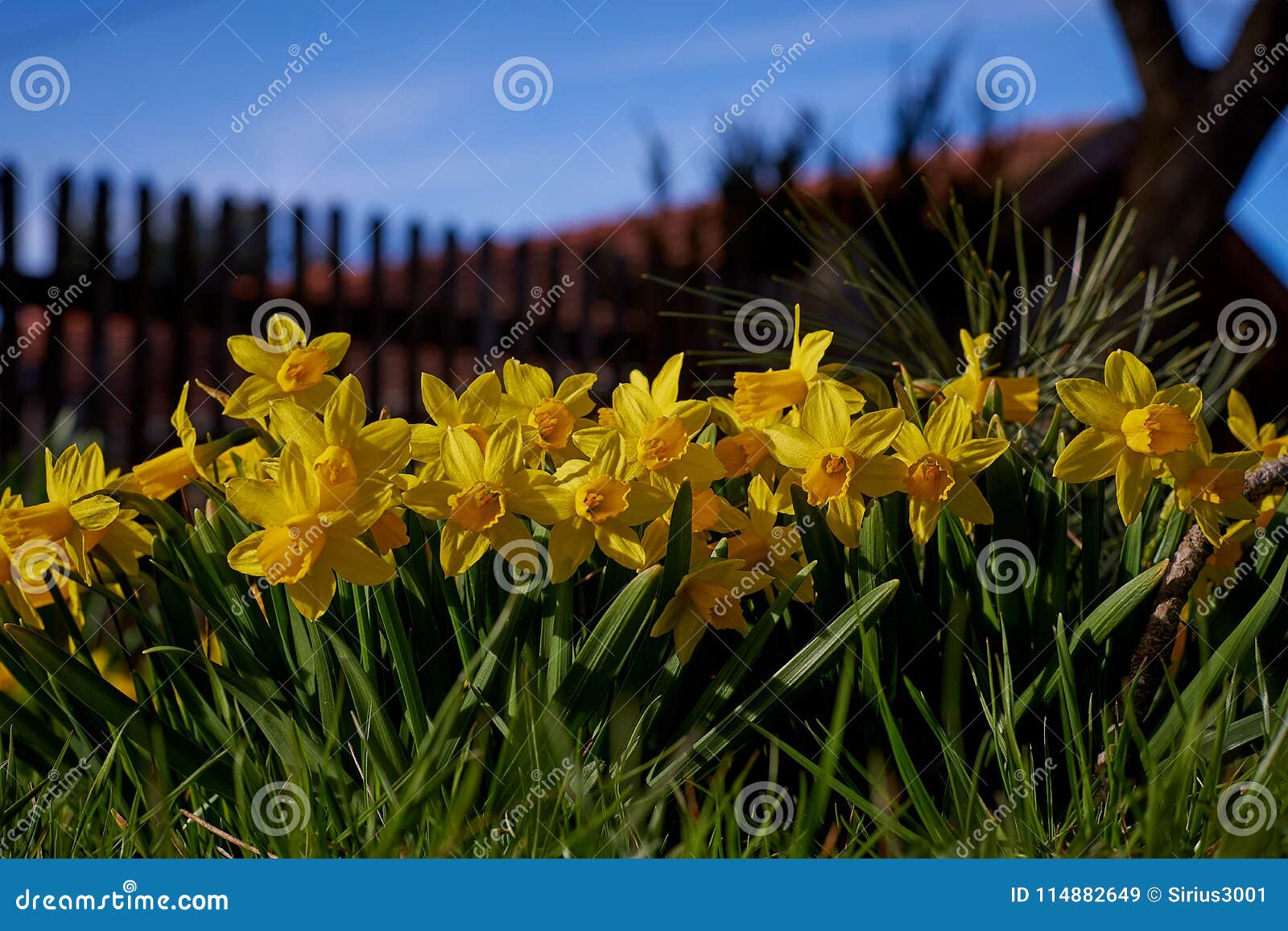 Daffodils in the Springtime Sun Stock Image - Image of flowerbed ...