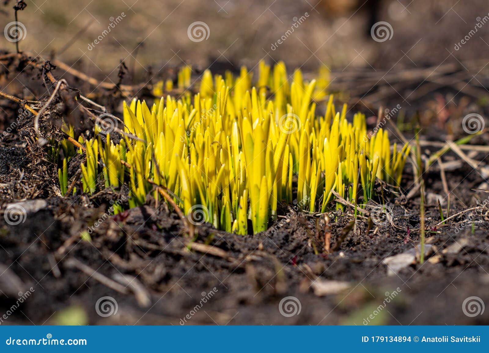 Daffodils Sprout through the Ground in Spring Stock Photo - Image of ...
