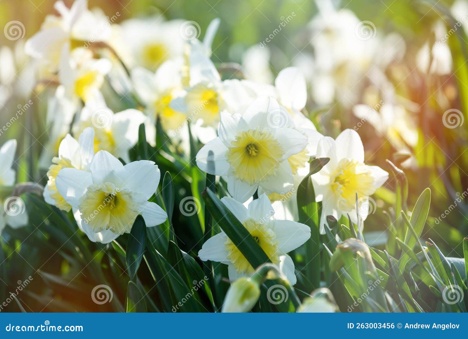 Daffodils in a Sunny Spring Garden Stock Photo - Image of flower ...