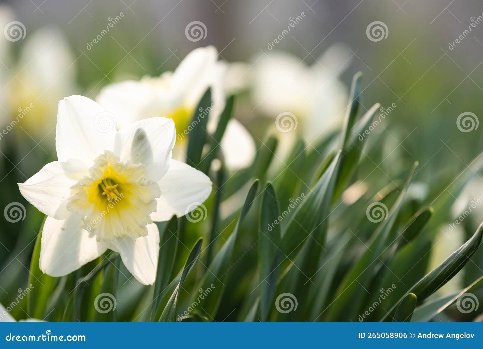 Daffodils in a Sunny Spring Garden Stock Photo - Image of gardening ...