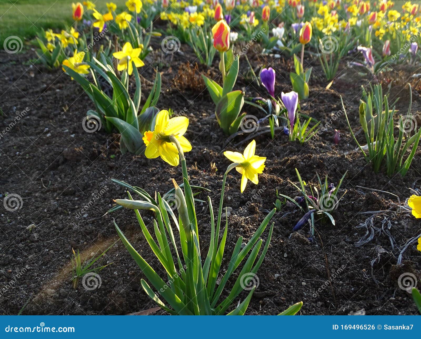 Daffodils and tulips stock photo. Image of daffodil - 169496526