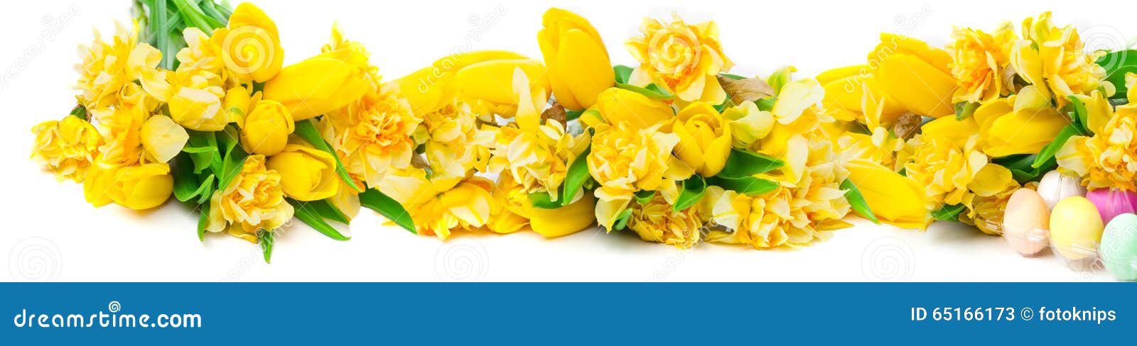 1,964 Daffodils Banner Stock Photos - Free & Royalty-Free Stock Photos ...