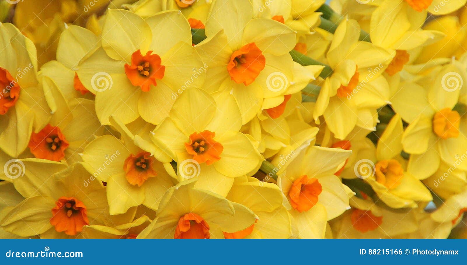 Daffodils wallpaper stock photo. Image of stall, beautiful - 88215166